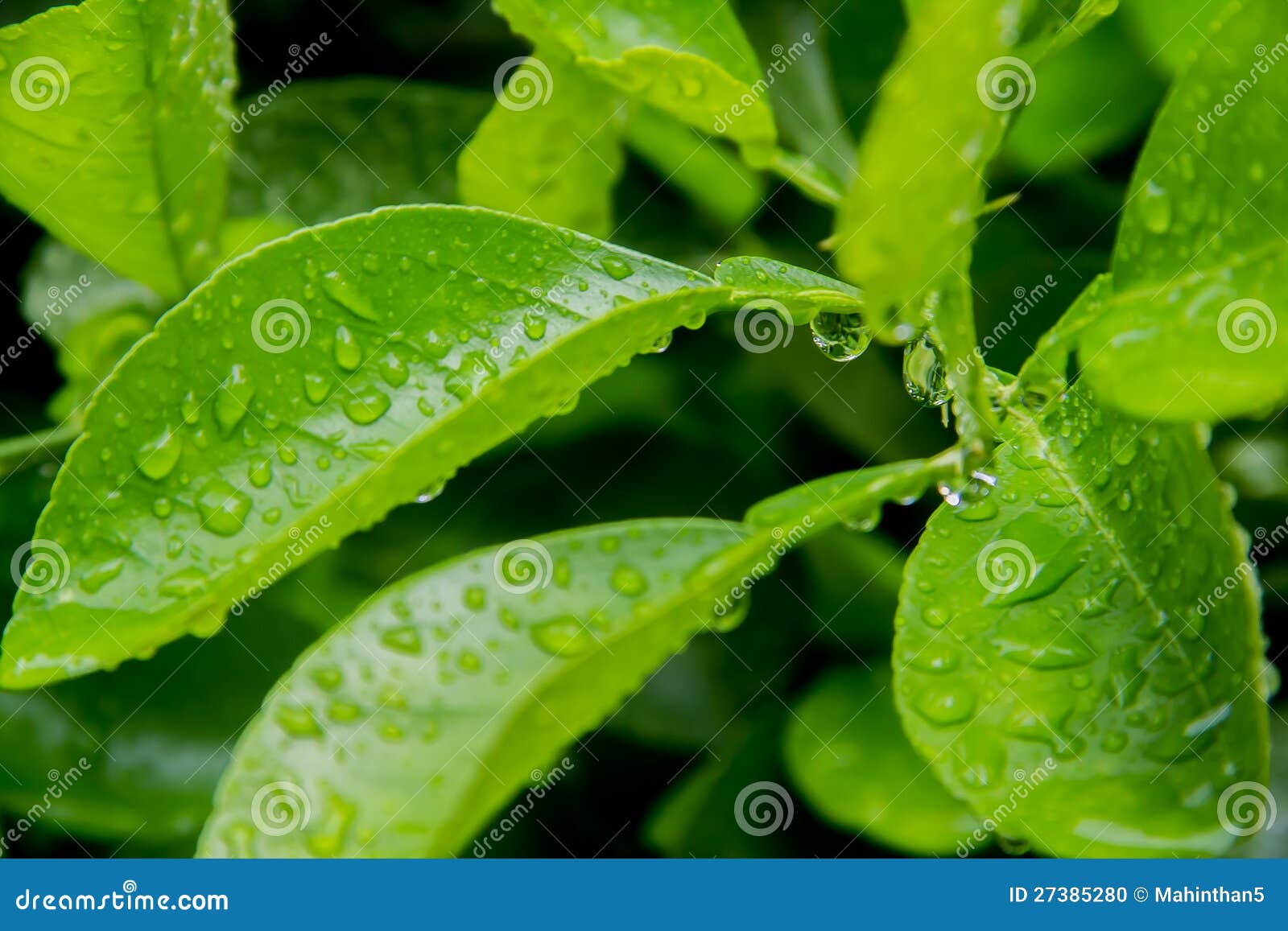 Lime Leave stock photo. Image of life, lemon, close, climate - 27385280