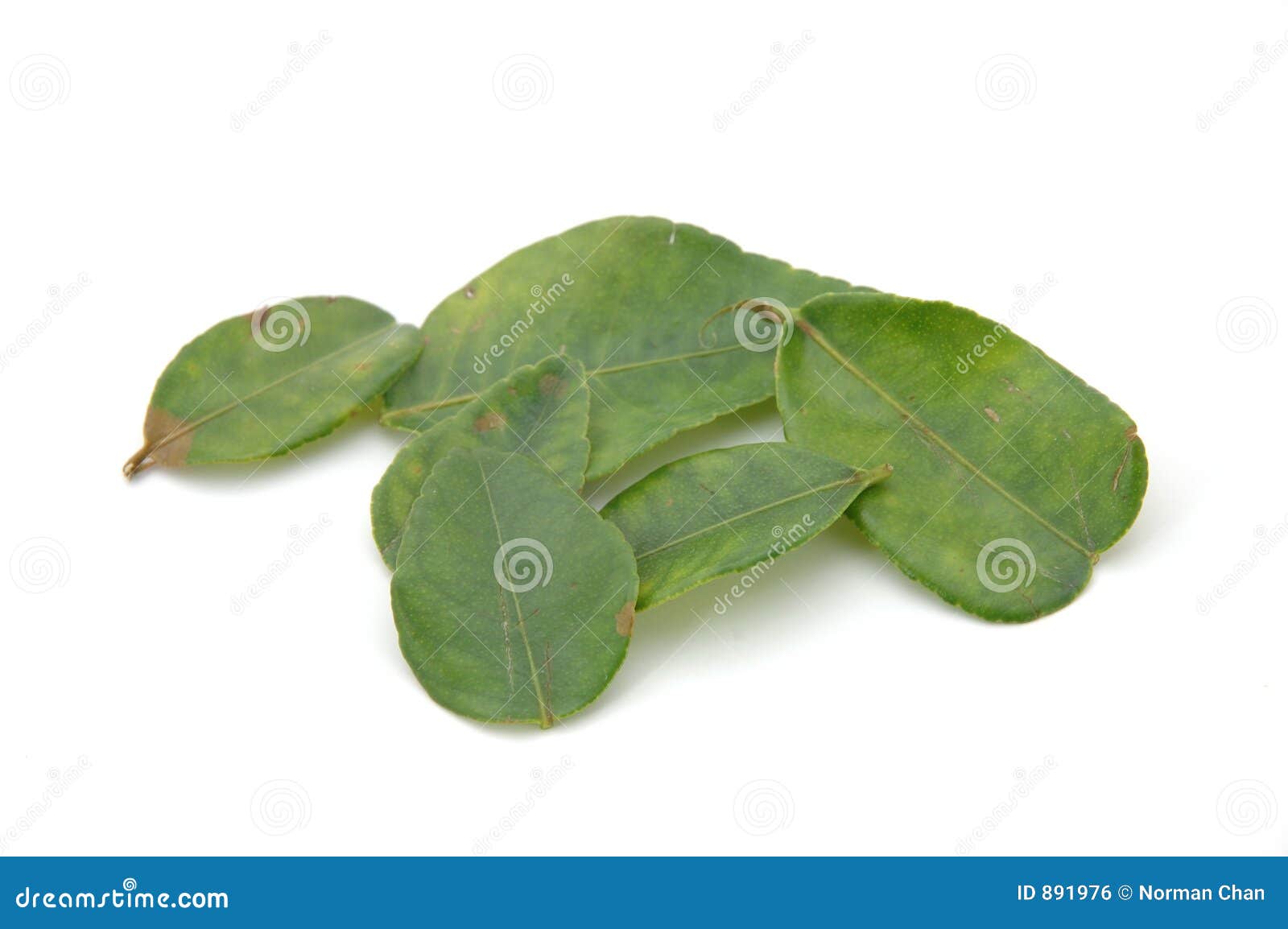 Lime leaves stock photo. Image of herbs, soup, plant, isolated - 891976