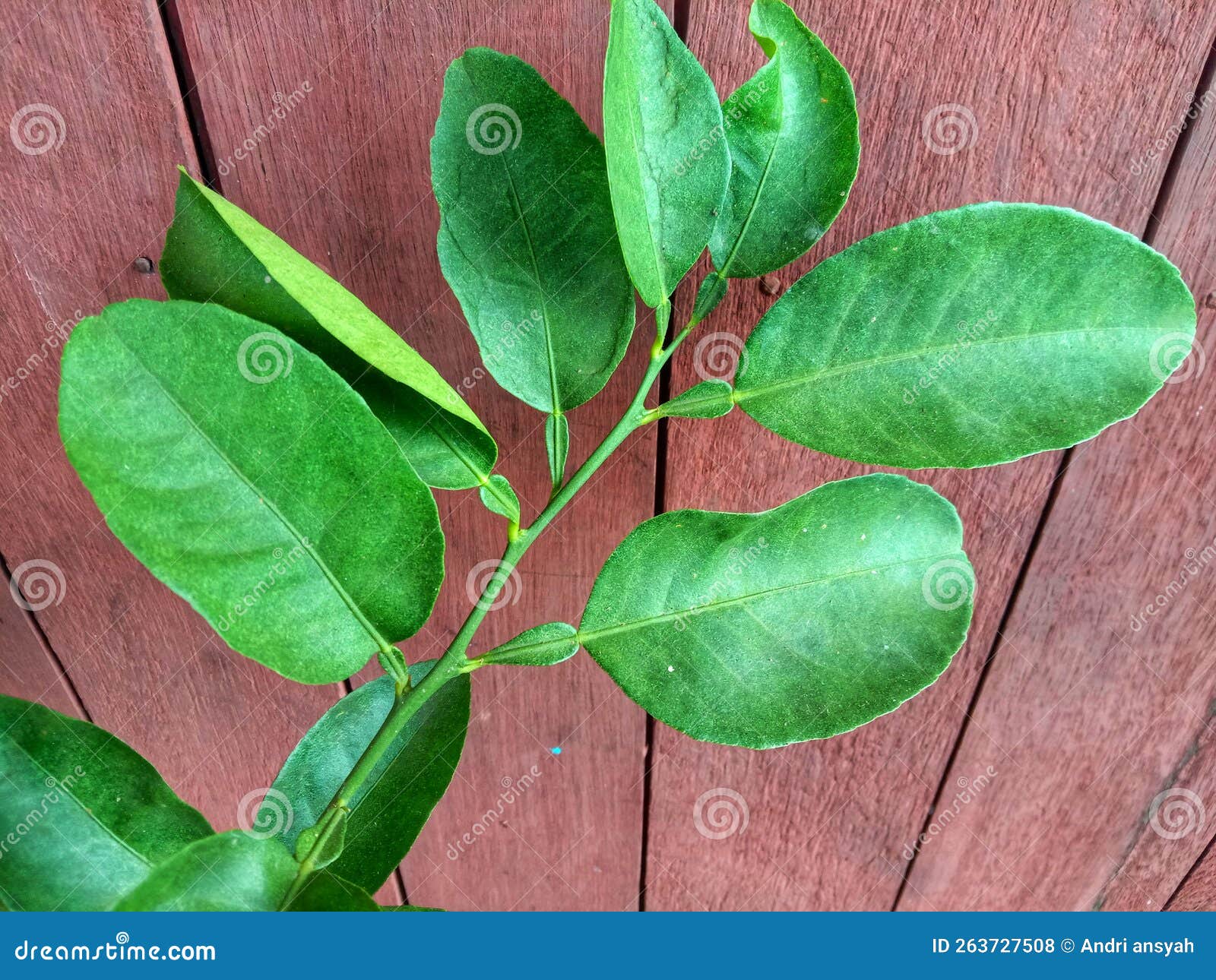 Lime Leaves Can Be Used for a Mixture of Dishes Stock Photo - Image of ...