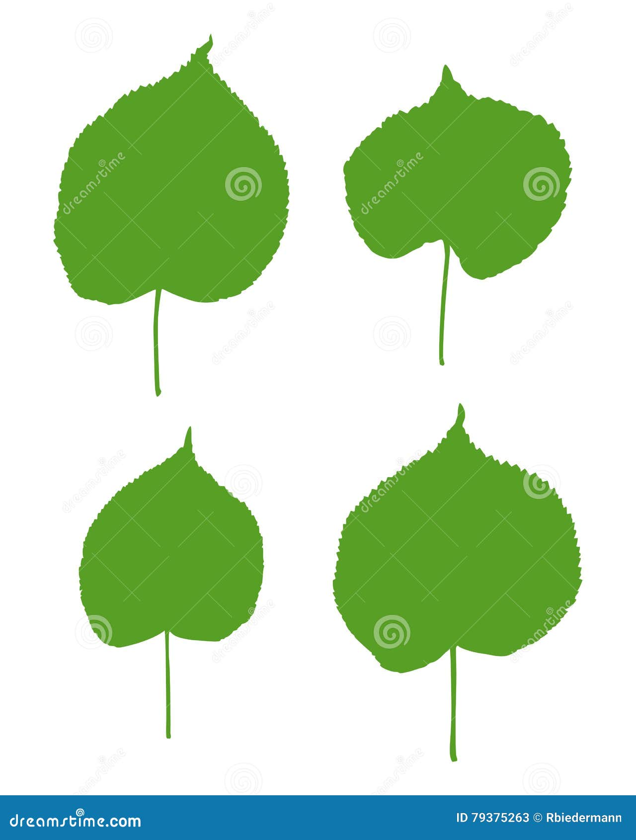 Lime leaves stock vector. Illustration of tilia, nature - 79375263