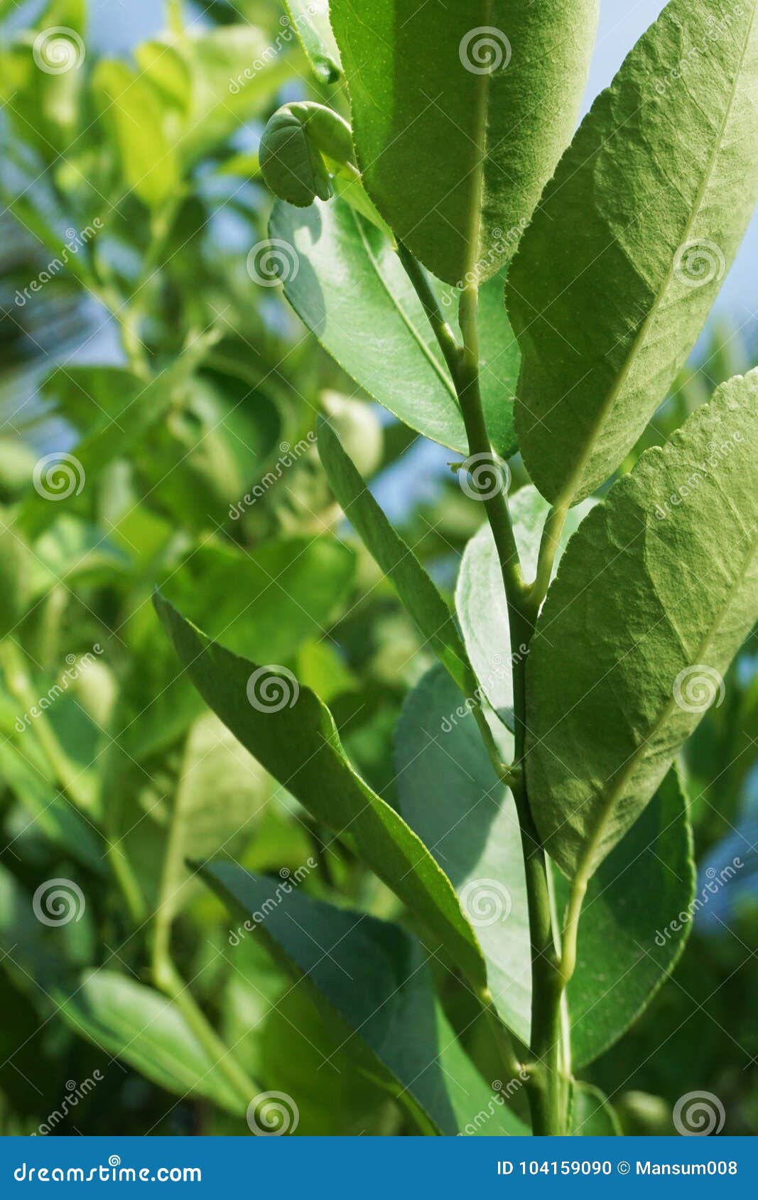 Lime leaves stock photo. Image of leaf, limb, nature - 104159090