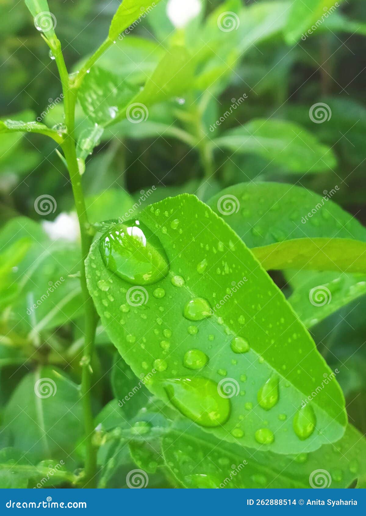 Lime Leaves after Heavy Rain Stock Photo - Image of lime, llll: 262888514