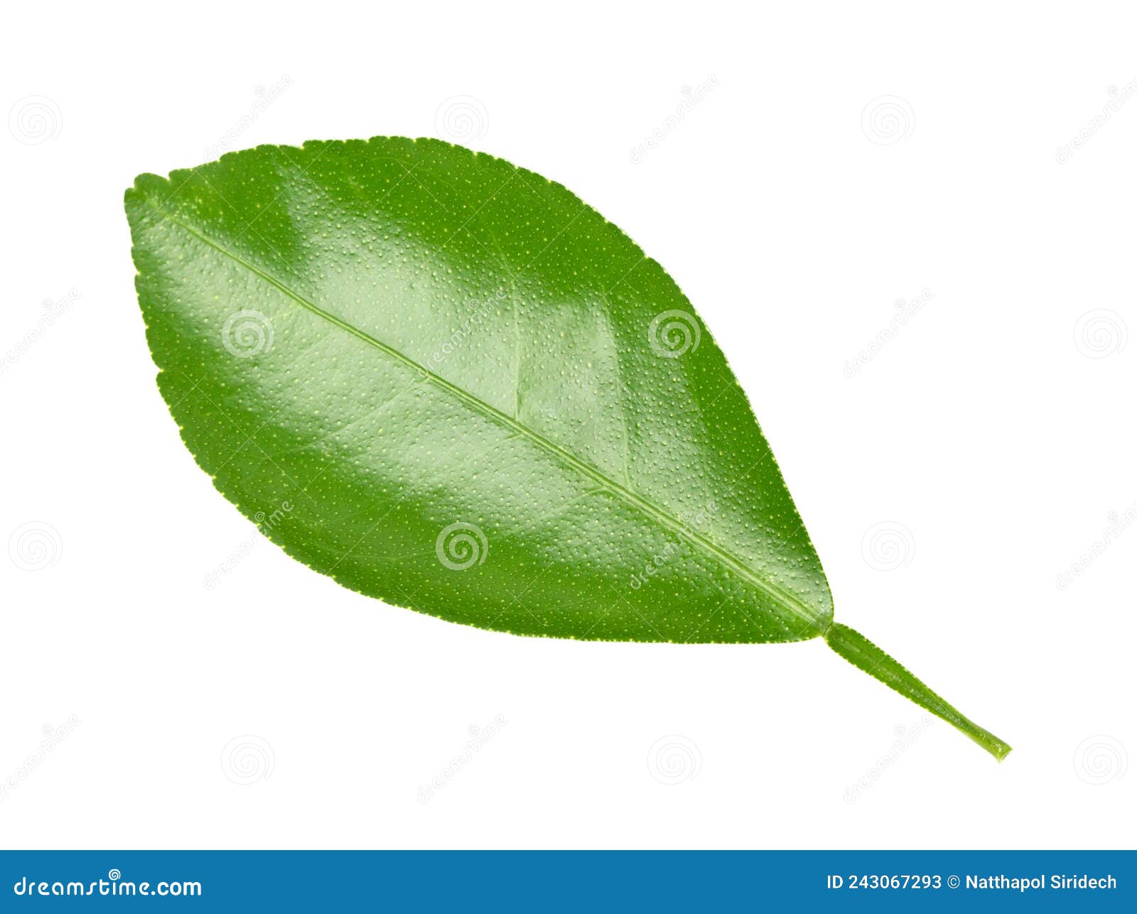Lime Leaves Isolated on a White Background. Leaves Clipping Path Stock ...