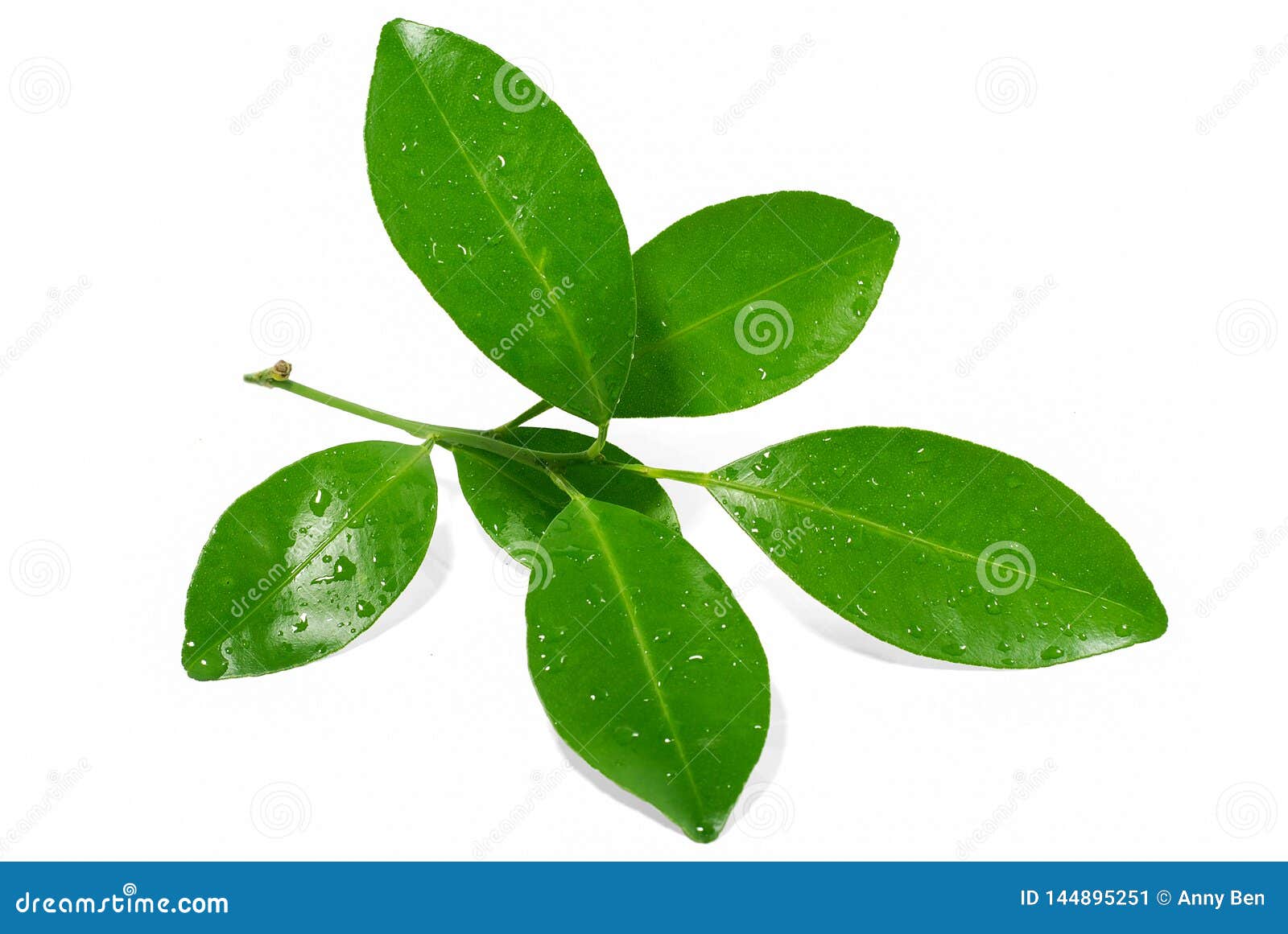 Lime Leaves Isolated on White Stock Image - Image of group, lemon ...