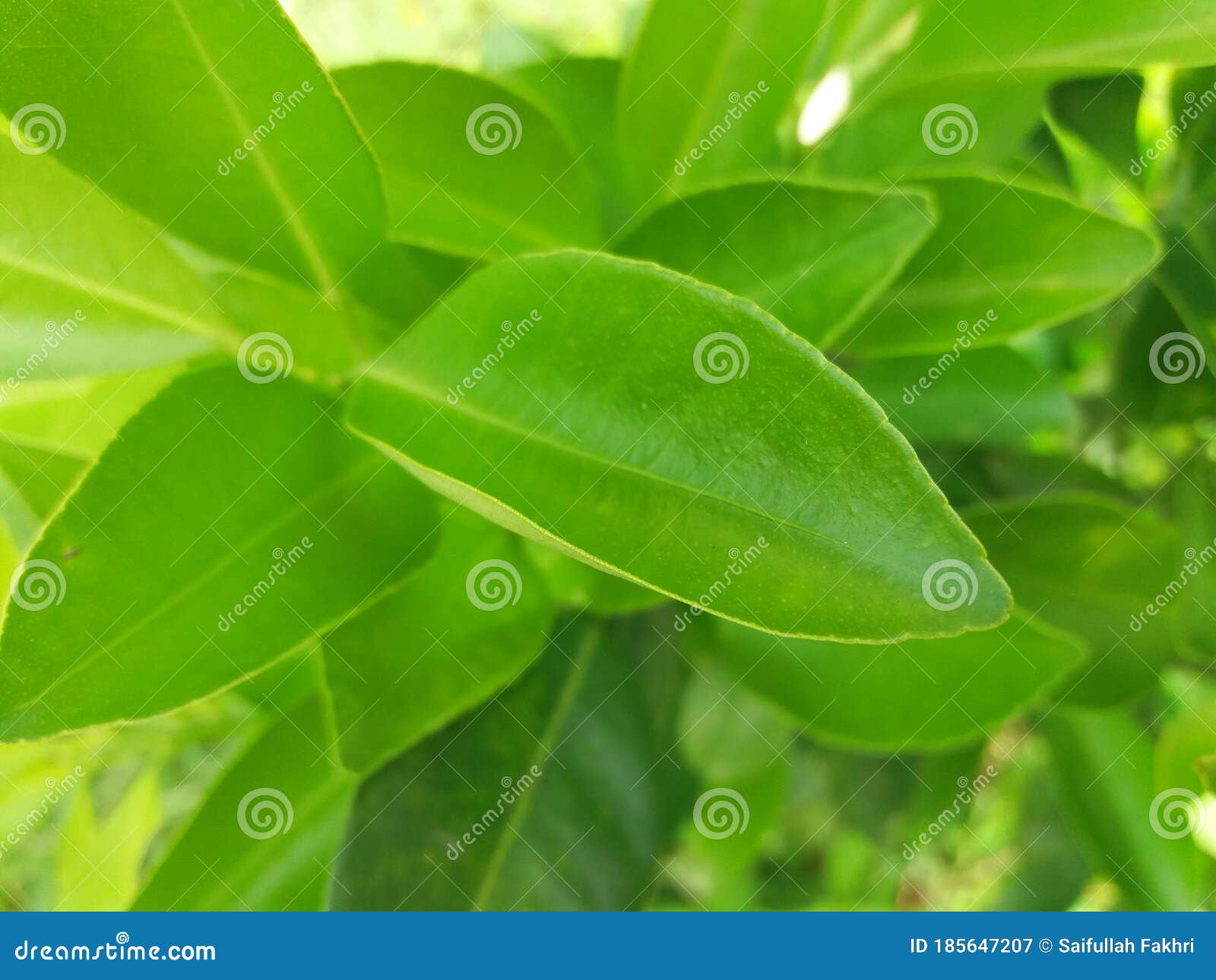 Lime leaves stock image. Image of natural, leaf, plant - 185647207