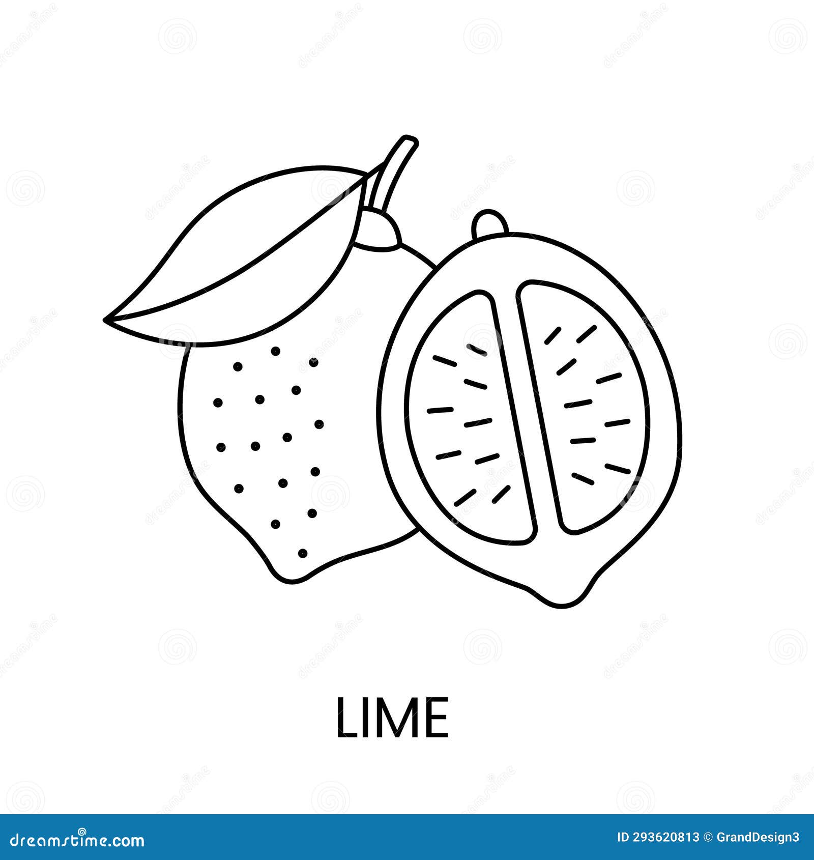 Lime Line Icon in Vector, Citrus Fruit Illustration Stock Vector ...