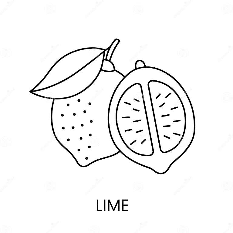 Lime Line Icon in Vector, Citrus Fruit Illustration Stock Vector ...