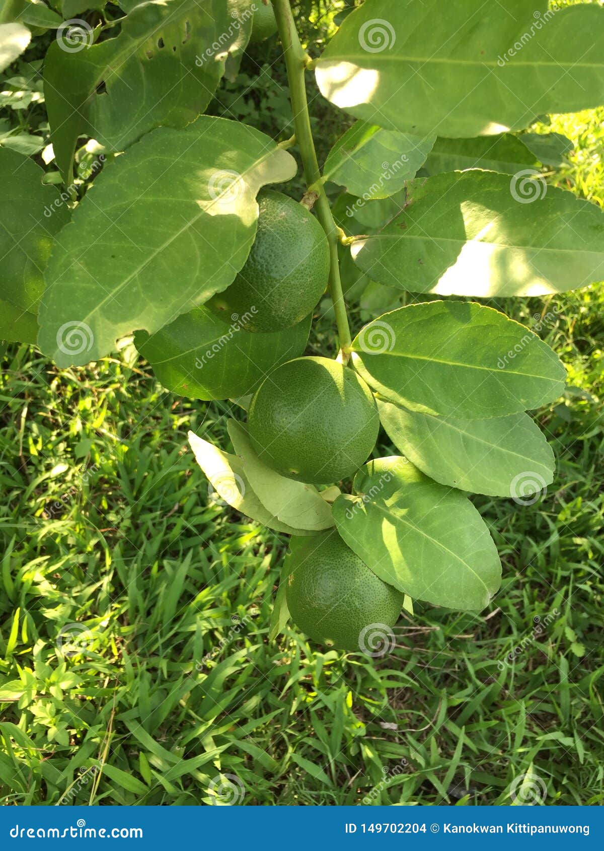 Lime in line stock photo. Image of sour, lime, line - 149702204