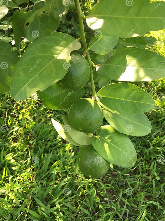 Lime in line stock photo. Image of sour, lime, line - 149702204