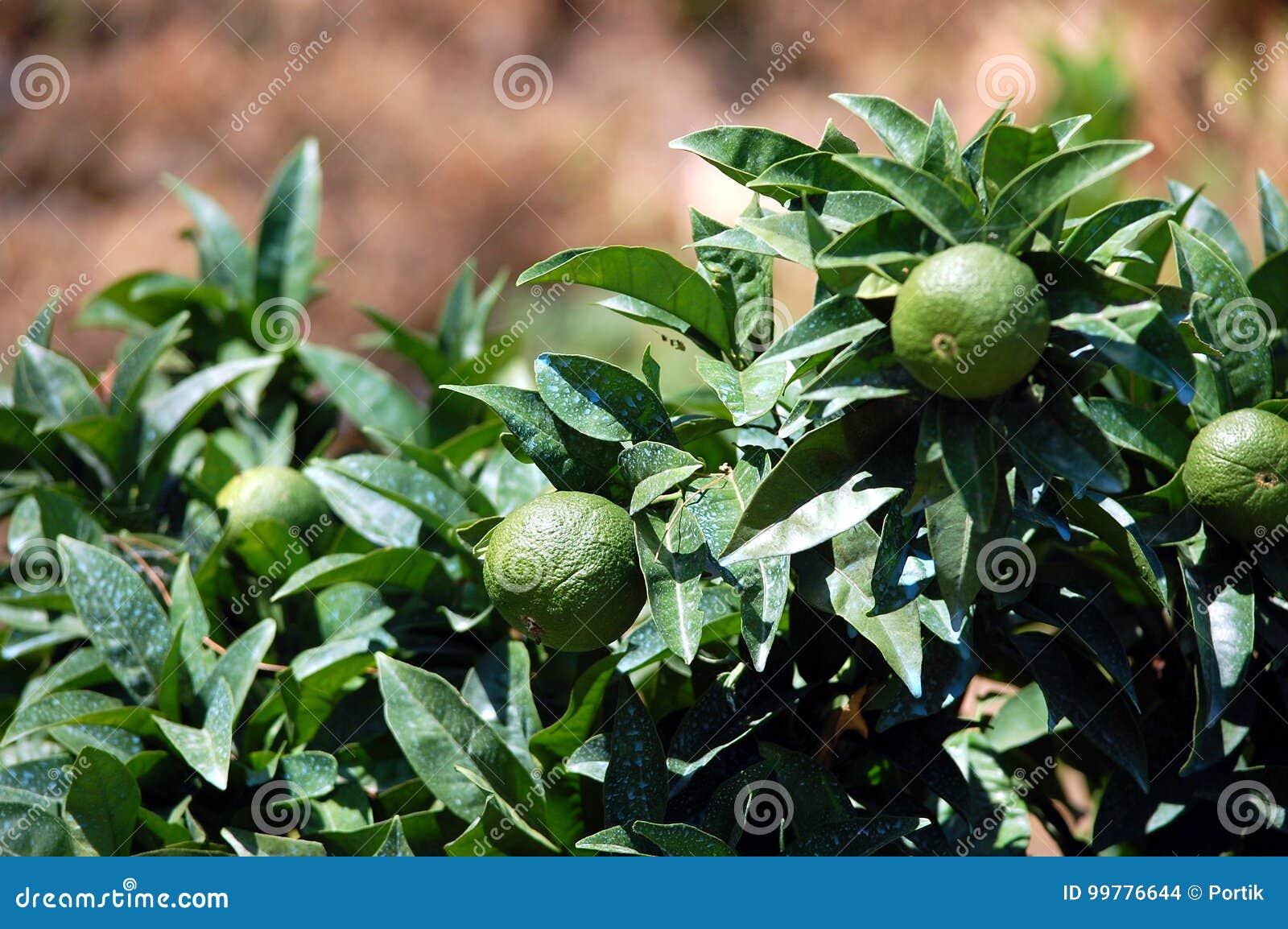 Lime stock photo. Image of plan, green, lime, middle - 99776644