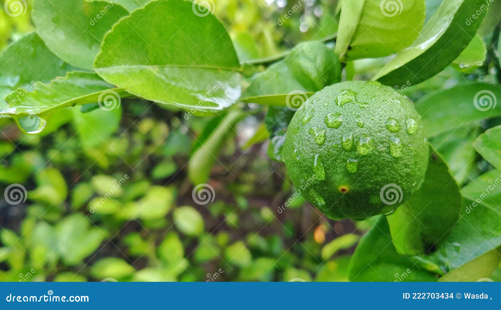 Lime in the Morning after the Rain Stock Photo - Image of morning, lime ...