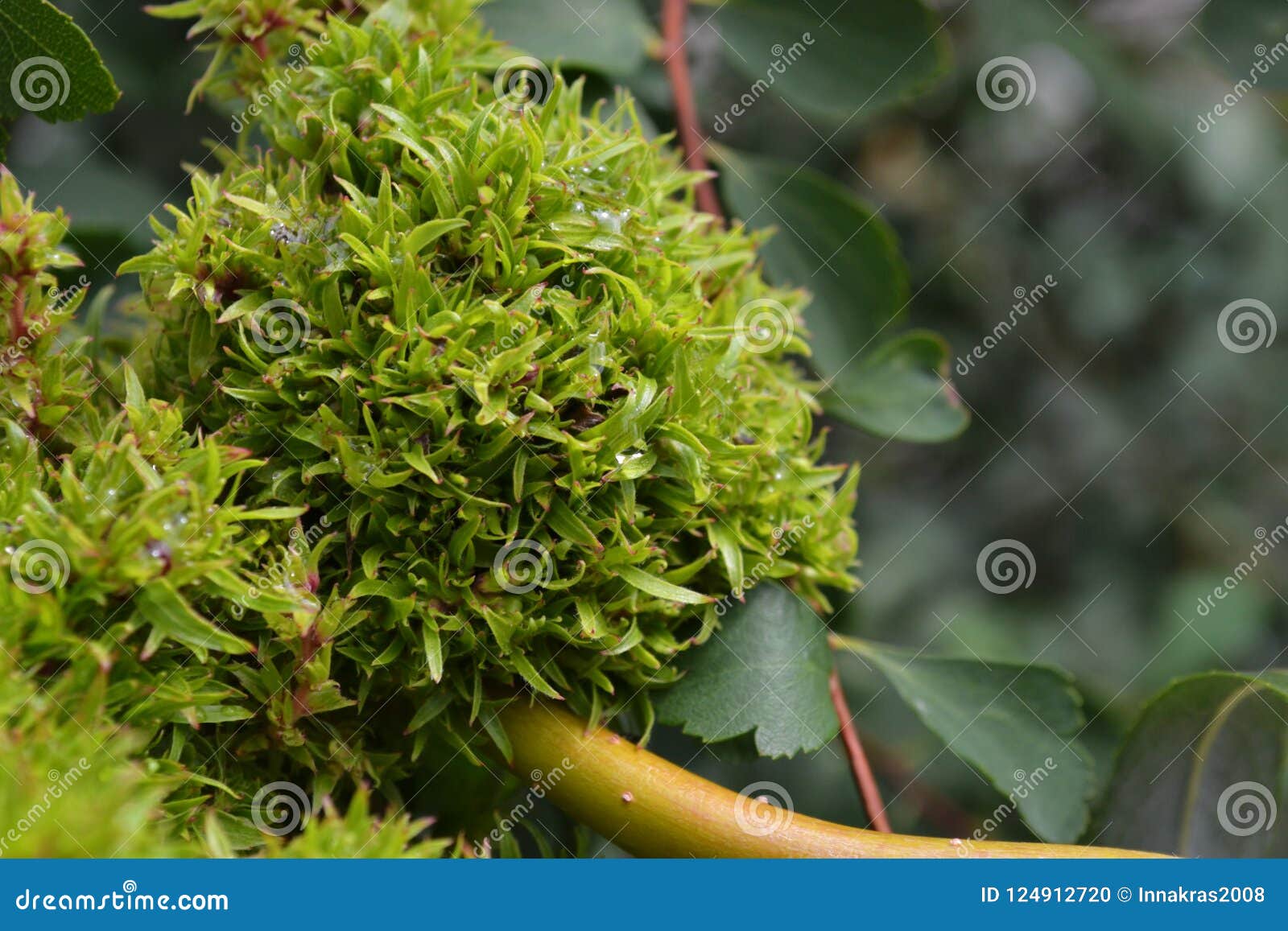 Lime moss on a branch stock photo. Image of summer, leaf - 124912720