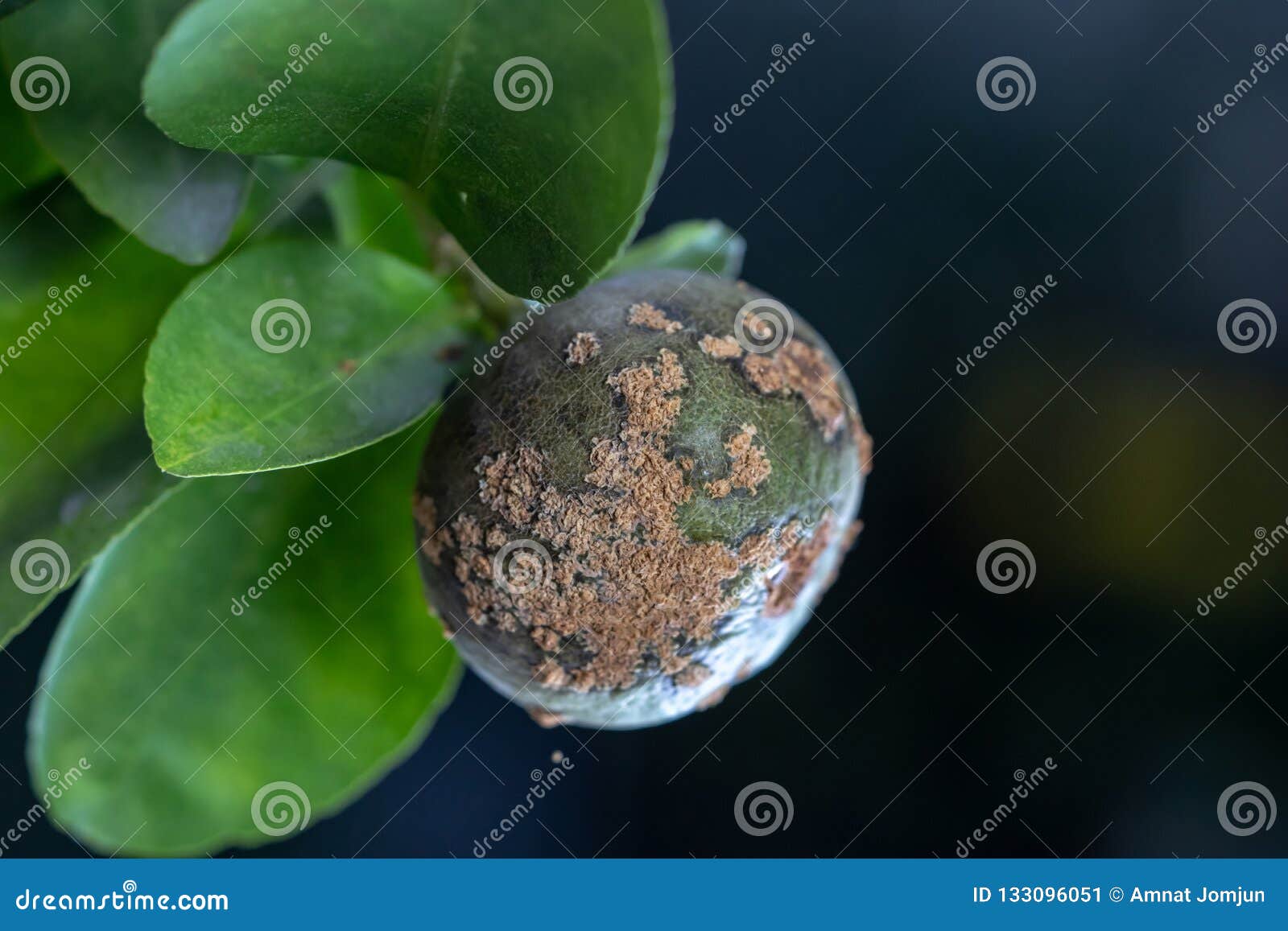Lime ,Plant Disease, Citrus Canker Stock Image - Image of closeup ...