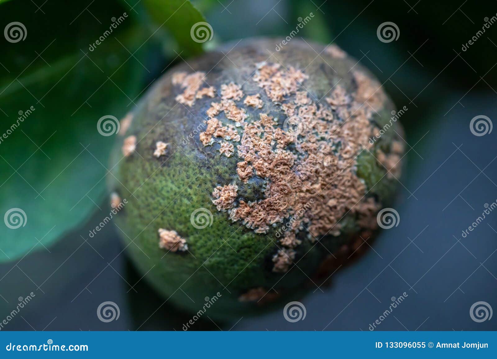 Lime ,Plant Disease, Citrus Canker Stock Image - Image of canker ...