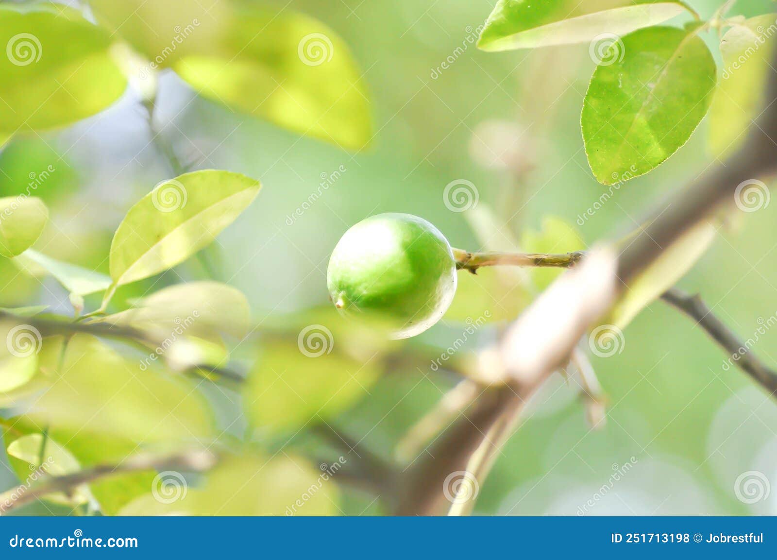 Lime, Lime Plant or Lemon Tree Stock Photo - Image of growth, leaf ...