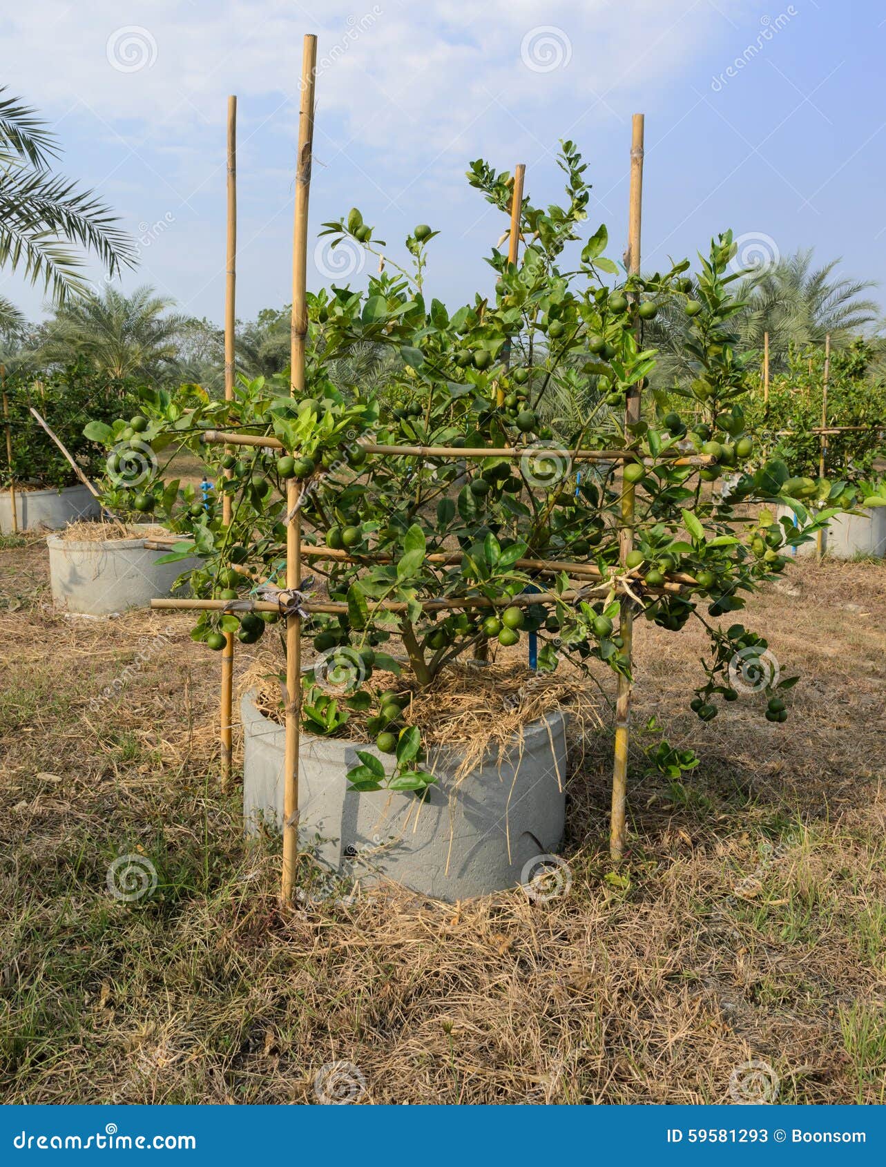 Lime plantation stock image. Image of field, plant, tree - 59581293