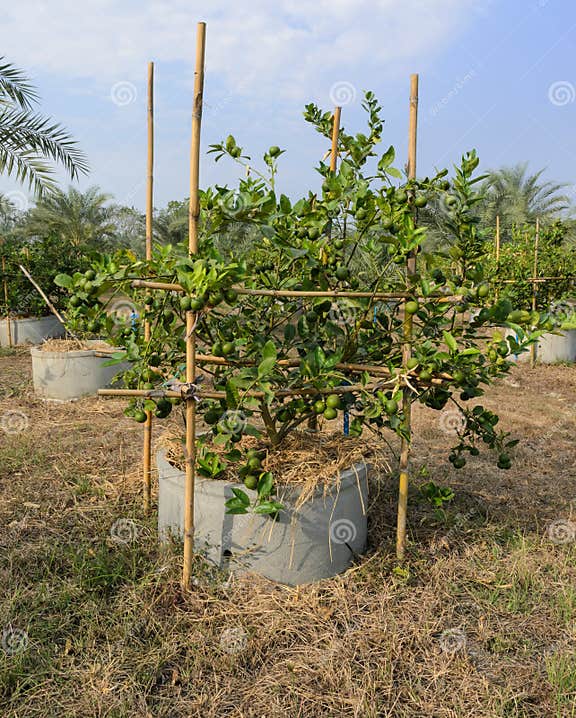 Lime plantation stock image. Image of field, plant, tree - 59581293