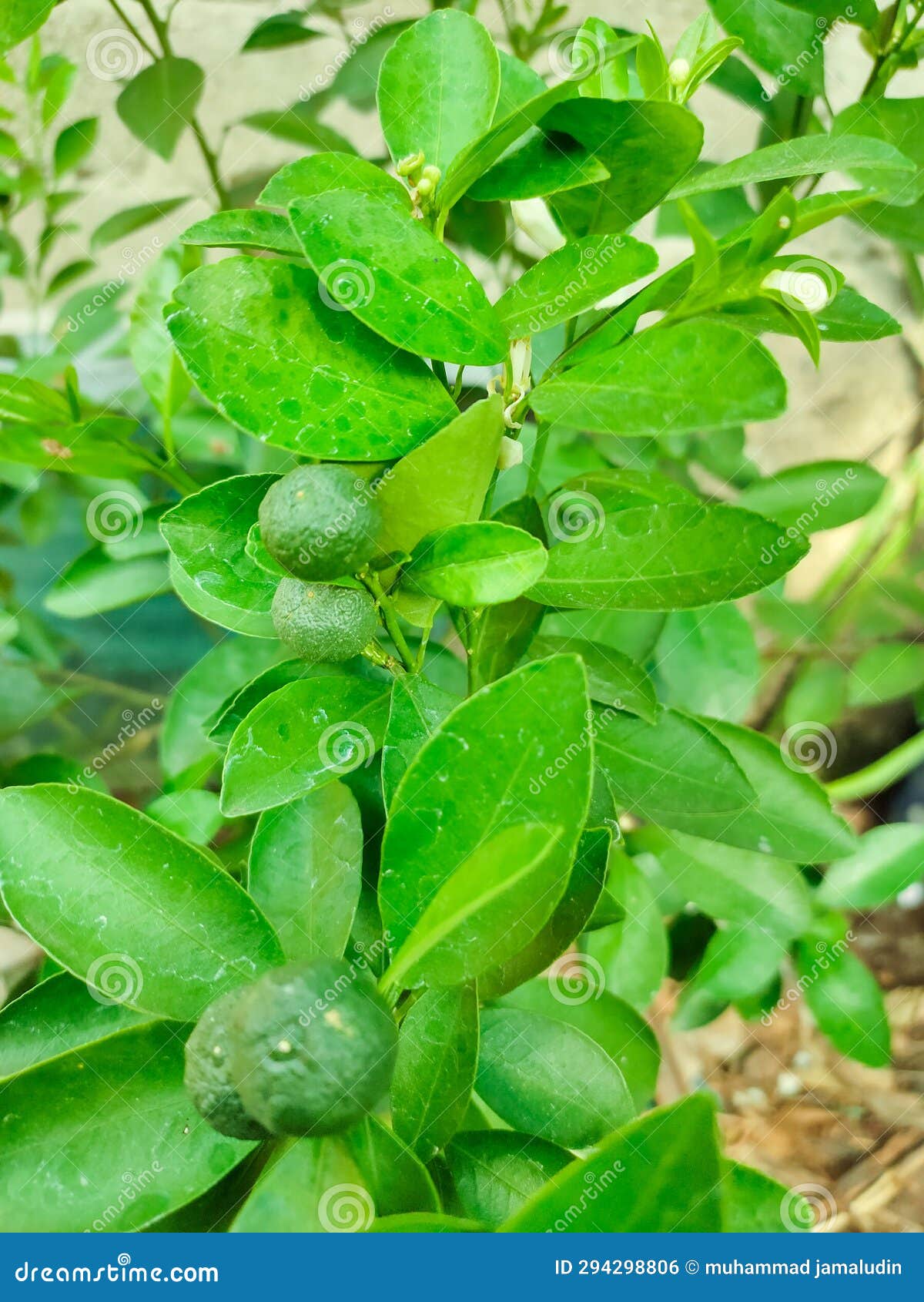Lime Plants that Have Produced Green Fruit. Stock Photo - Image of ...