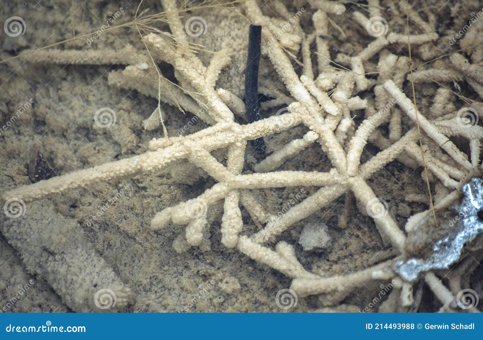 Lime and Sediment Deposits on Small Branches Stock Photo - Image of ...