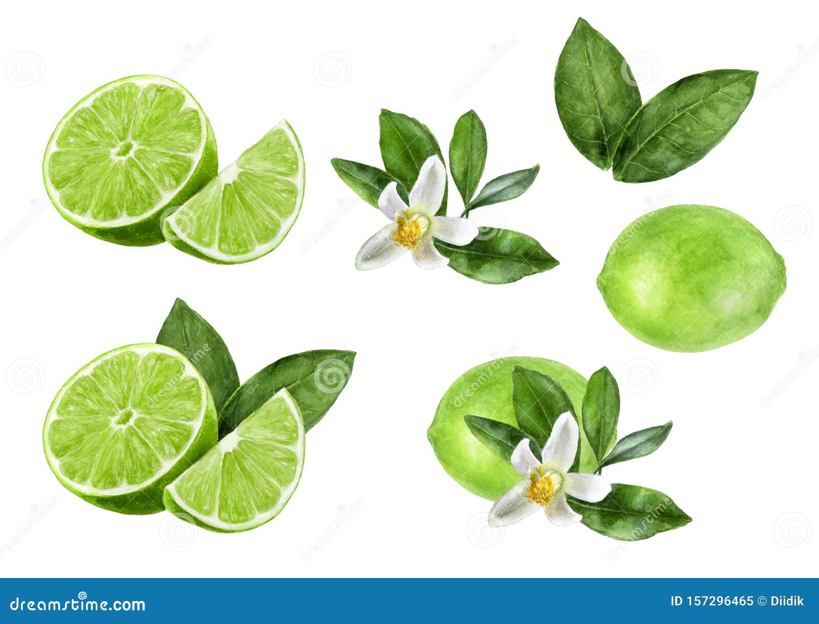 Lime Set Watercolor Illustration Isolated on White Background Stock ...