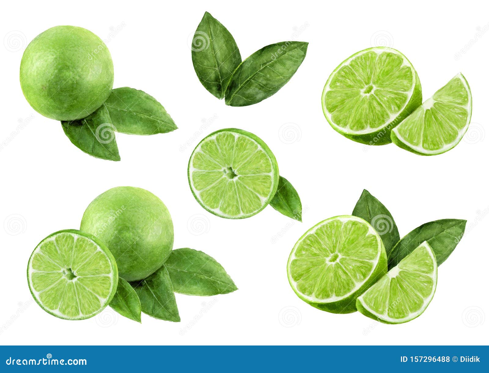 Lime Set Watercolor Illustration Isolated on White Background Stock ...