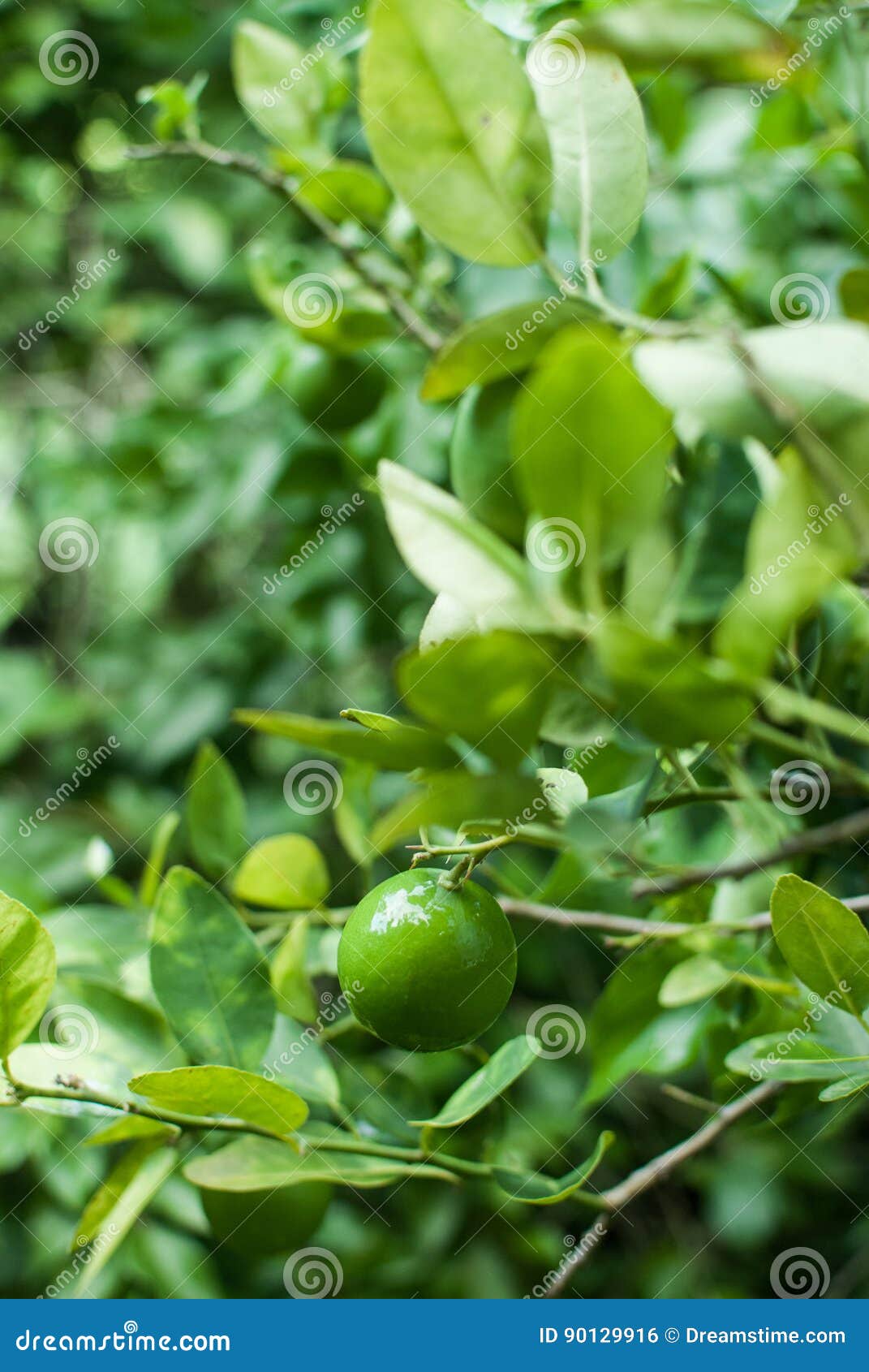 Lime Sitting on a Tree Branch Stock Photo - Image of mangos, vibrant ...