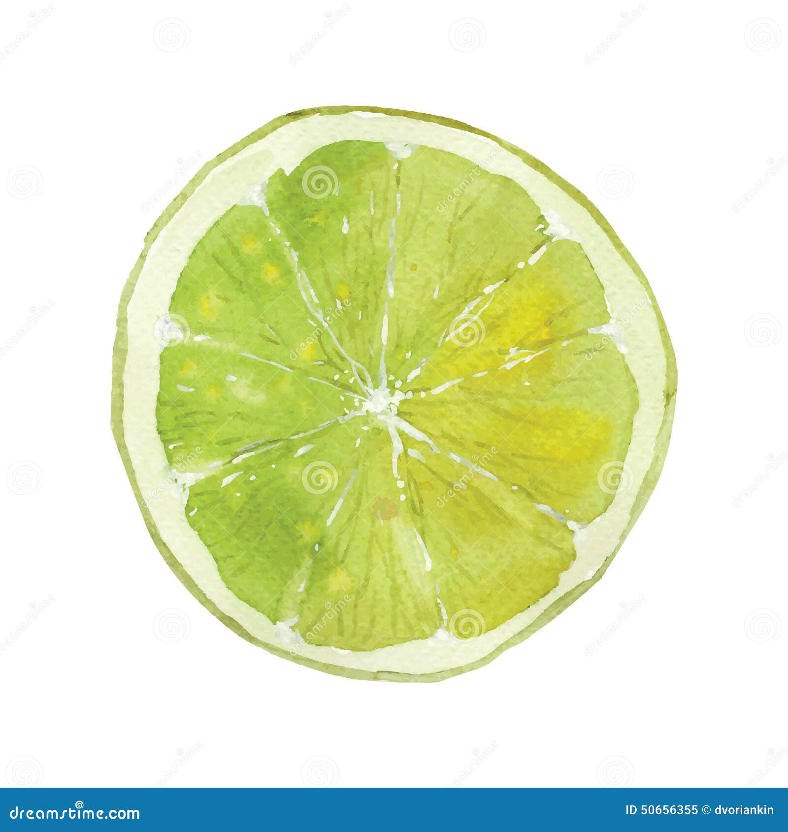 Lime stock vector. Illustration of diet, paint, food - 50656355
