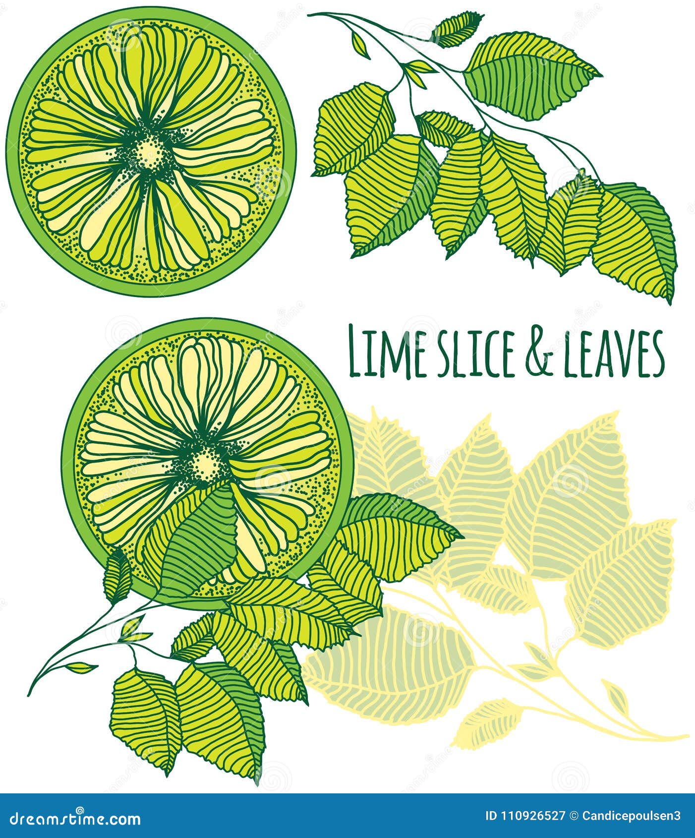 Lime Slice and Leaves Colour Illustration Stock Vector - Illustration ...