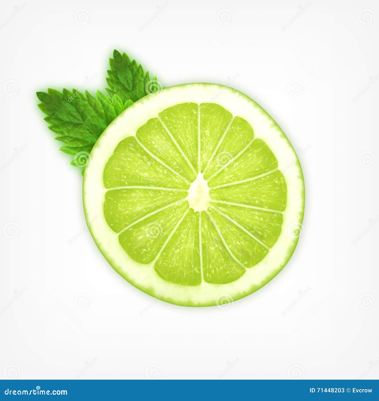 Lime slice with mint stock vector. Illustration of juicy - 71448203