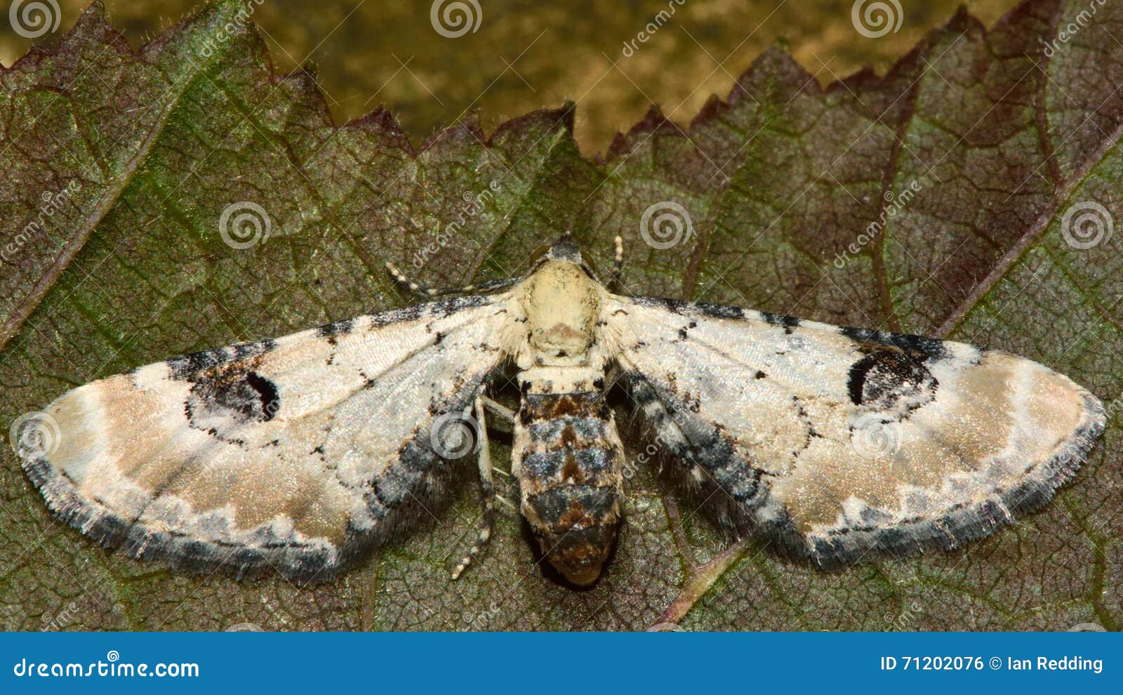 Lime-speck Pug Moth (Eupithecia Centaureata) Stock Photo - Image of ...