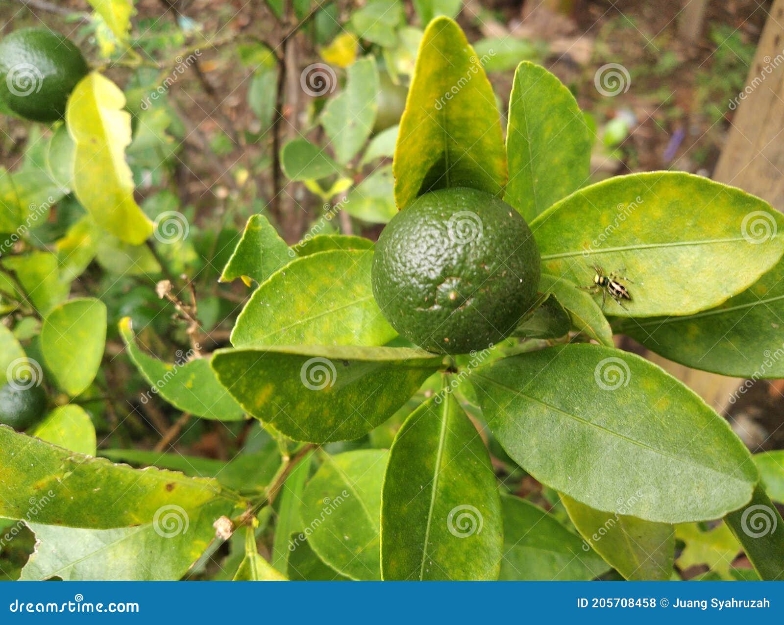 Lime and spider stock photo. Image of leaf, yellow, wildflower - 205708458