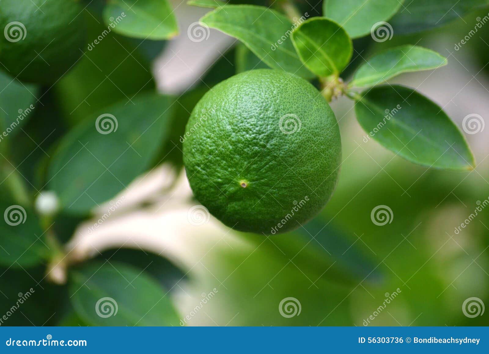 Lime stock photo. Image of green, food, lime, thailand - 56303736