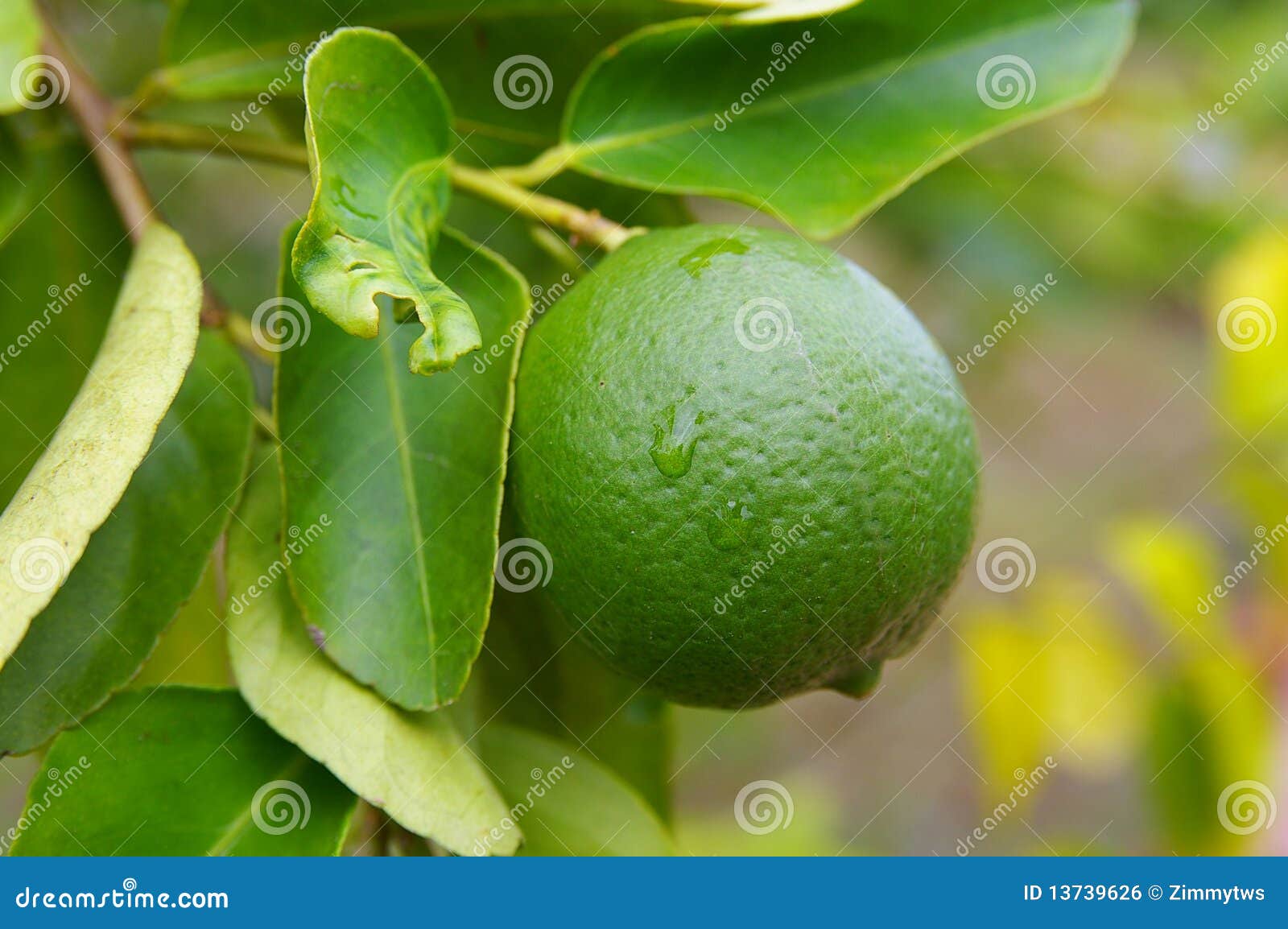 Lime tree stock photo. Image of green, lime, fresh, food - 13739626