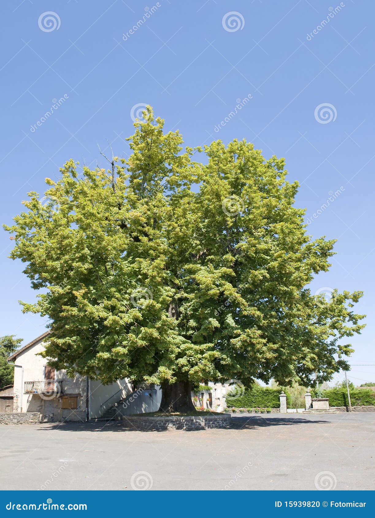 Lime Tree stock photo. Image of deciduous, leaf, full - 15939820