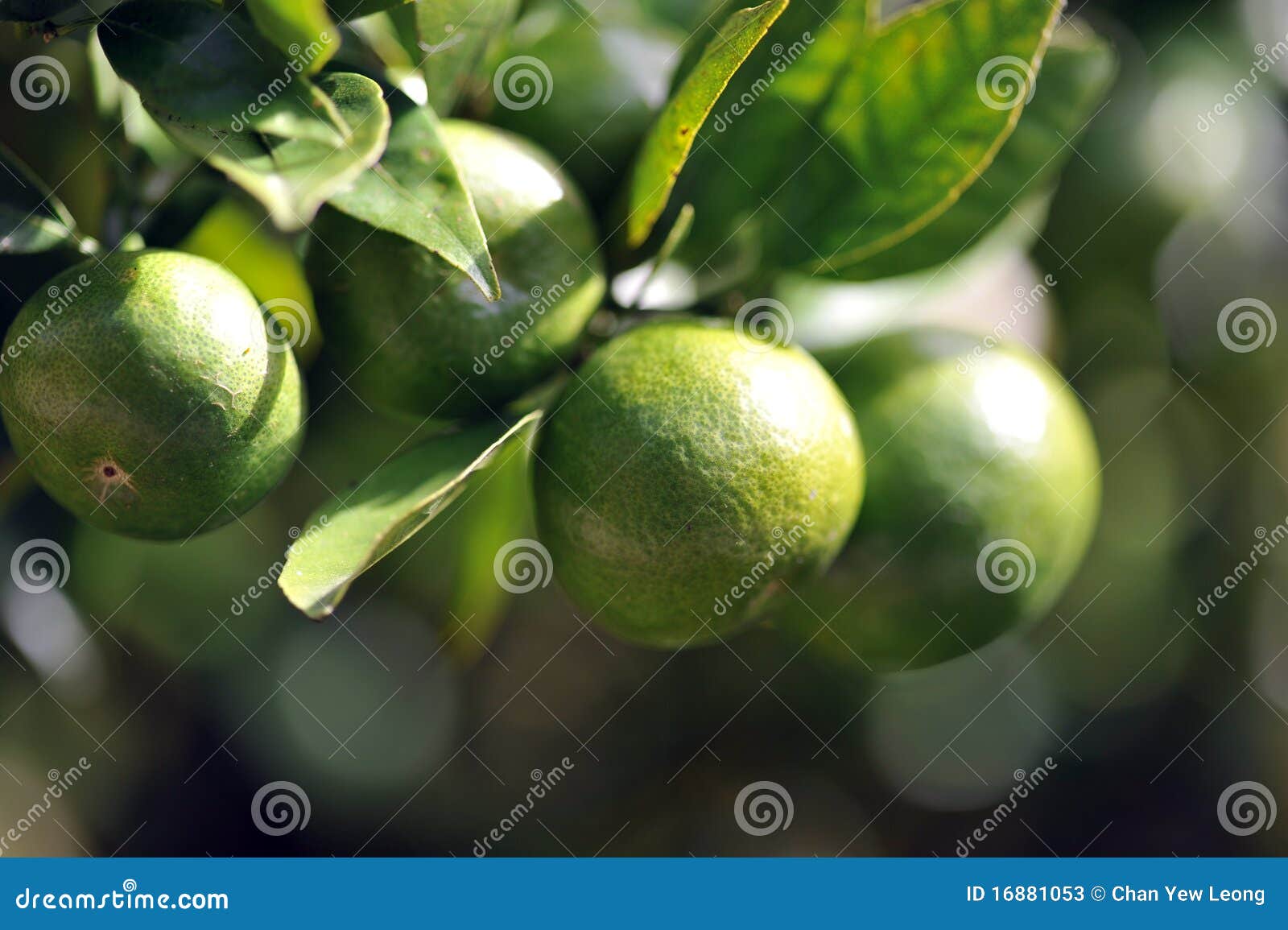 Lime on Tree stock image. Image of fresh, leaf, sour - 16881053