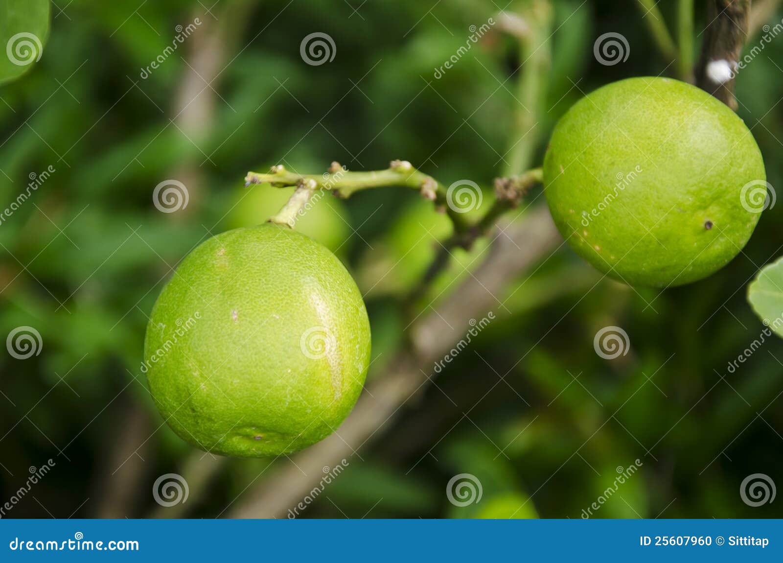 Lime at the tree stock photo. Image of tree, refreshing - 25607960