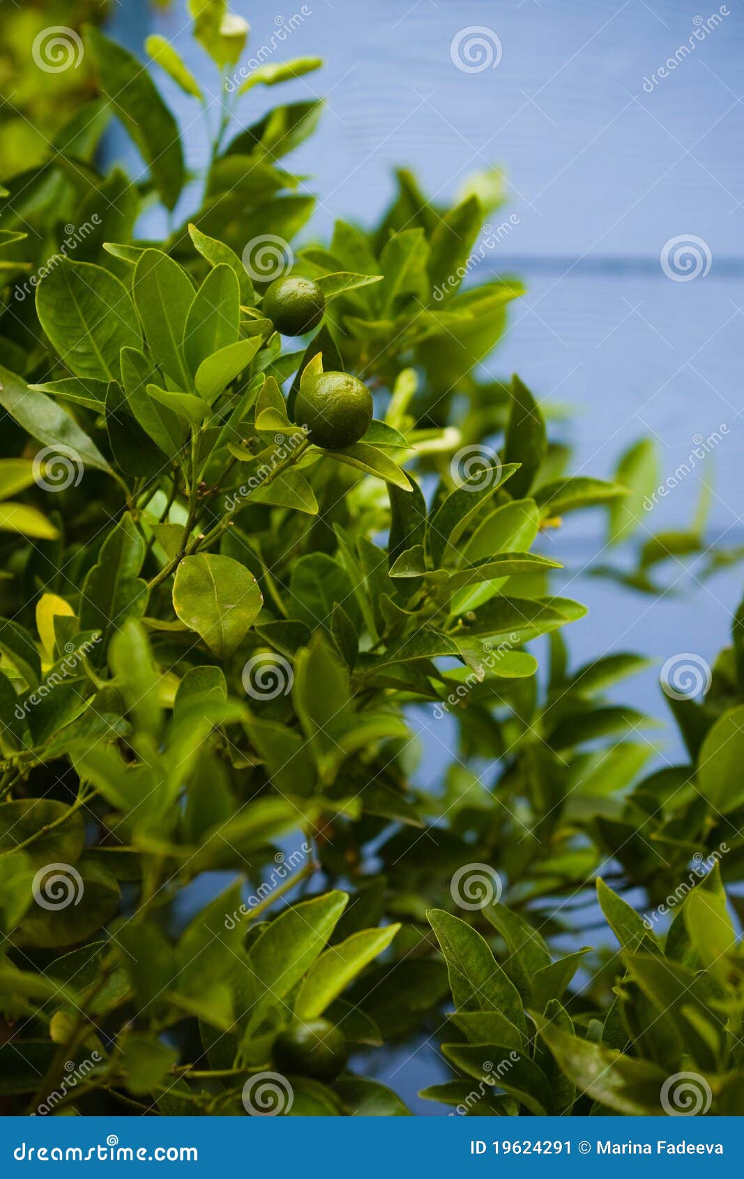 Lime Tree Against the Background of Wooden Wall Stock Image - Image of ...