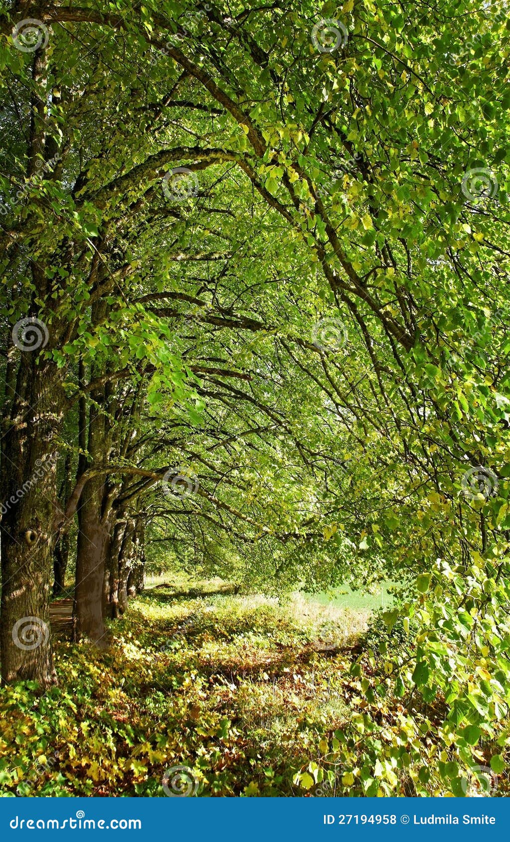 Lime tree avenue. stock photo. Image of avenue, grove - 27194958