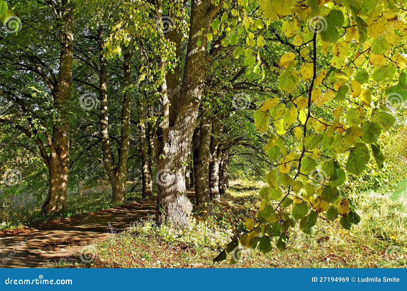 Lime tree avenue. stock image. Image of grass, green - 27194969