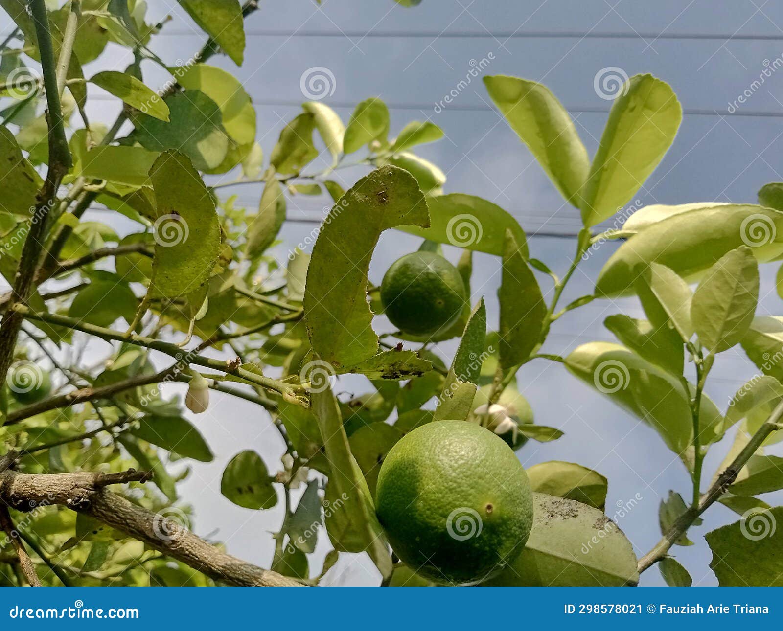 A Lime Tree that is Bearing Fruit Stock Image - Image of lime, garden ...