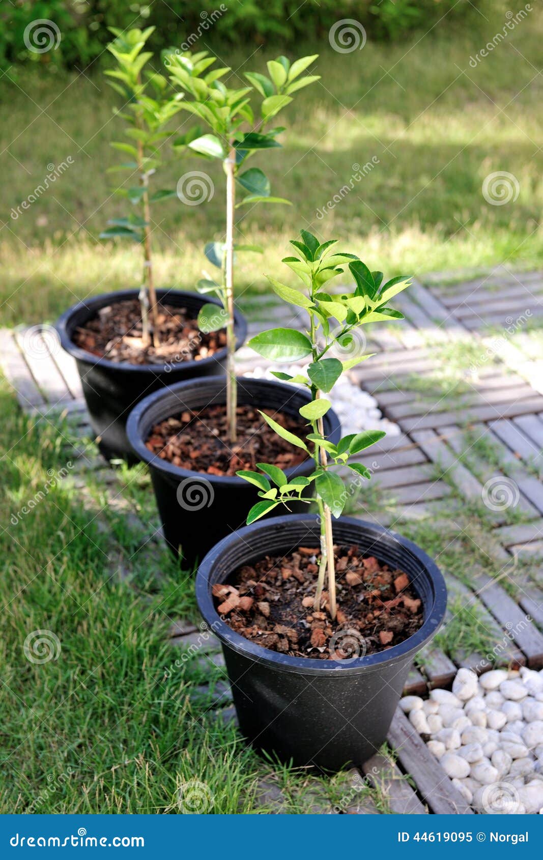 Lime tree stock image. Image of relaxation, cutting, grow - 44619095