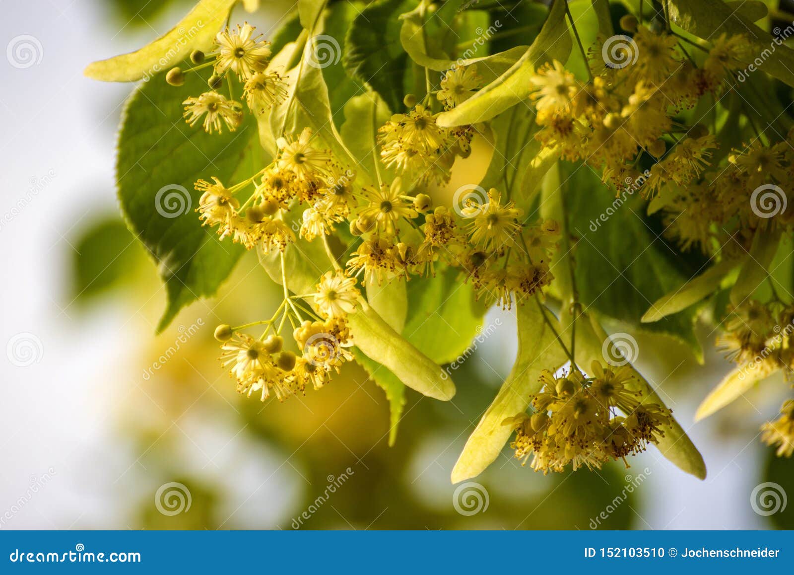 Lime Tree Blossom in Summer Stock Photo - Image of basswood, natural ...