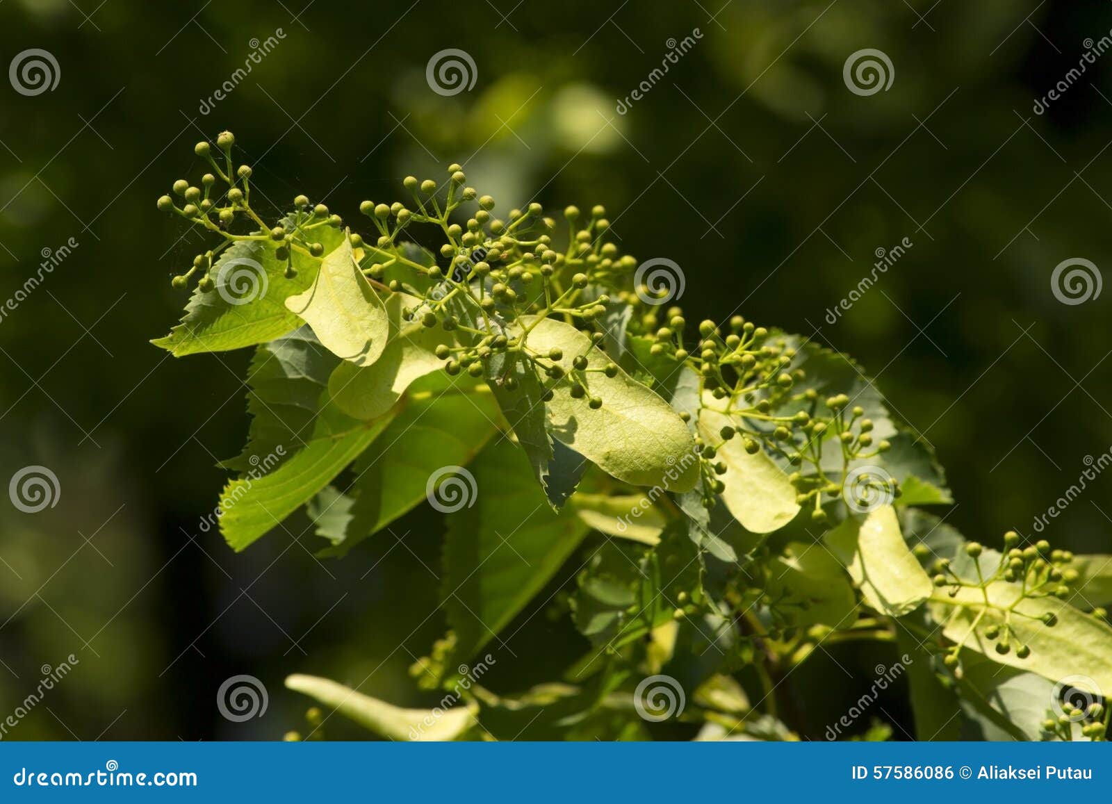 Lime tree blossom stock photo. Image of delicate, flower - 57586086