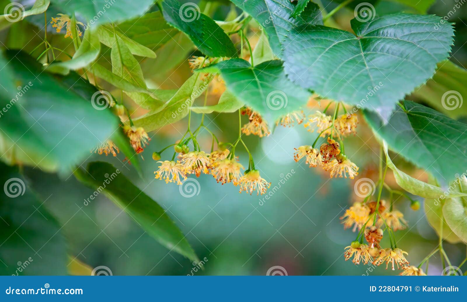 Lime-tree blossoms stock image. Image of close, color - 22804791