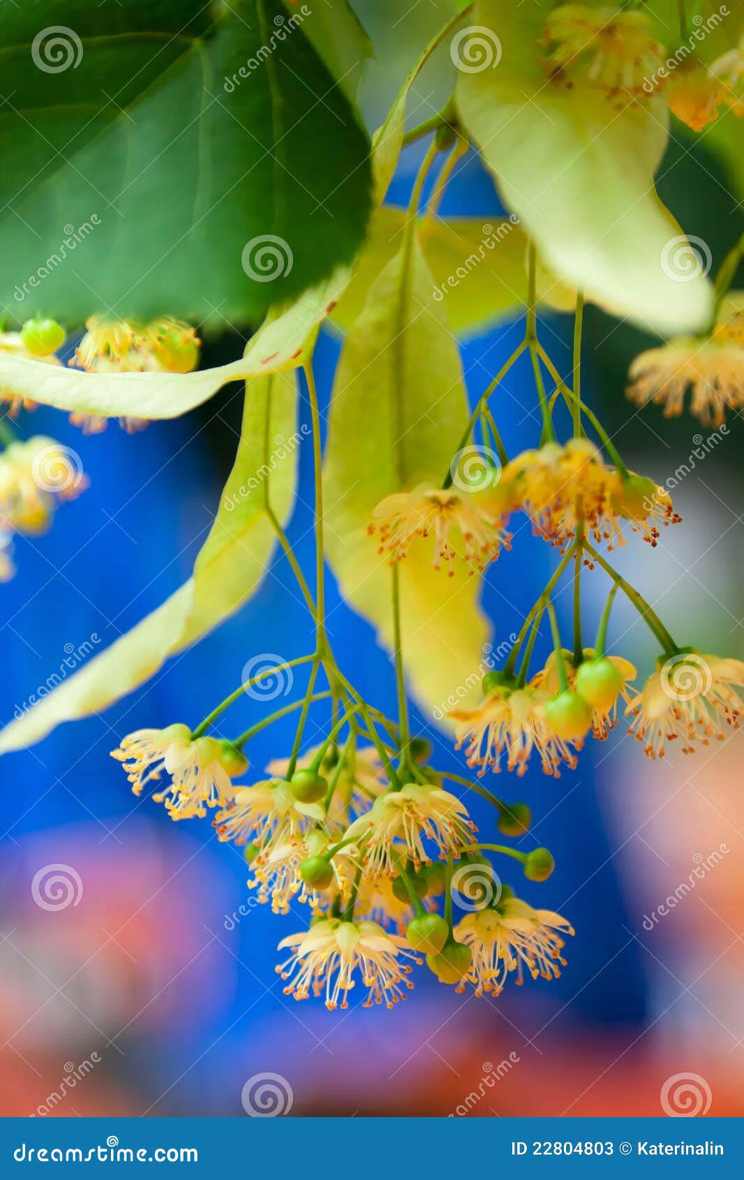 Lime-tree blossoms stock image. Image of fruit, lush - 22804803