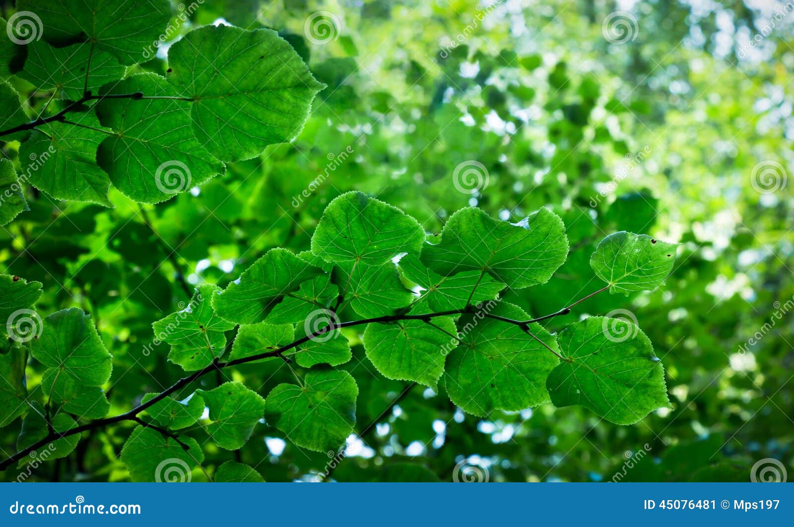 Lime tree branches stock image. Image of sprig, greenness - 45076481