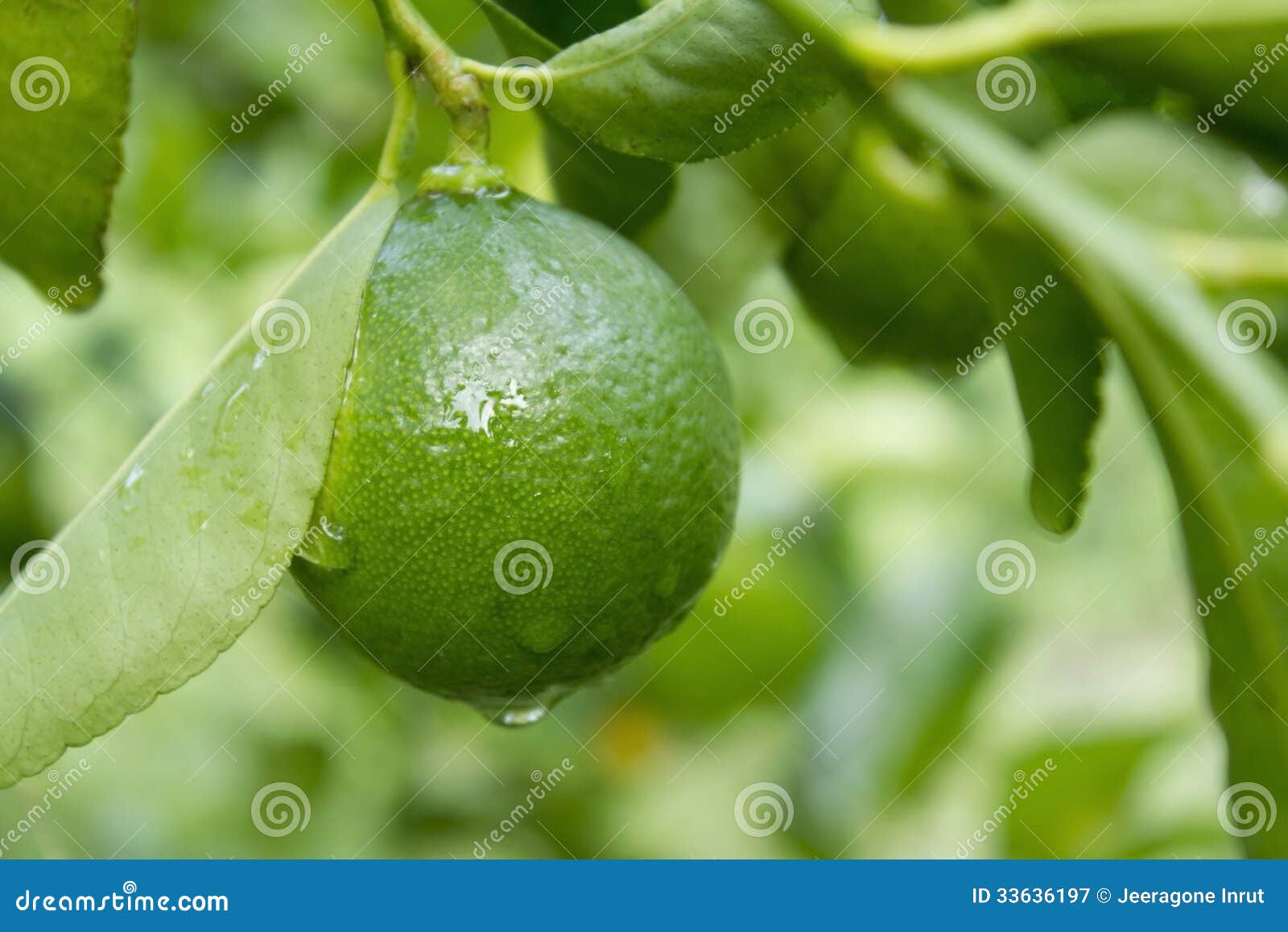 Lime on tree stock image. Image of farm, nature, garden - 33636197
