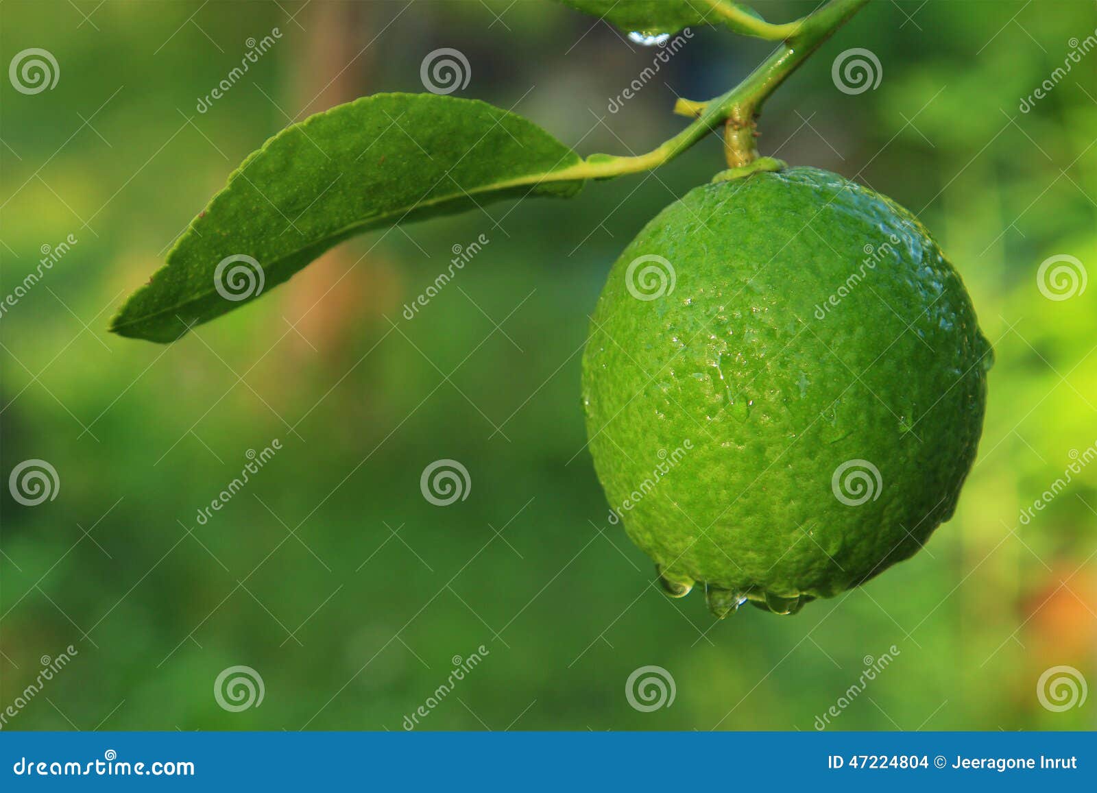 Lime on tree stock photo. Image of food, plantation, close - 47224804
