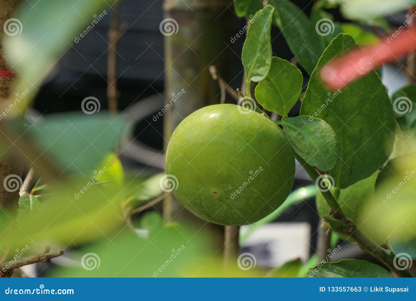 Lime Tree in the farm stock image. Image of harvest - 133557663