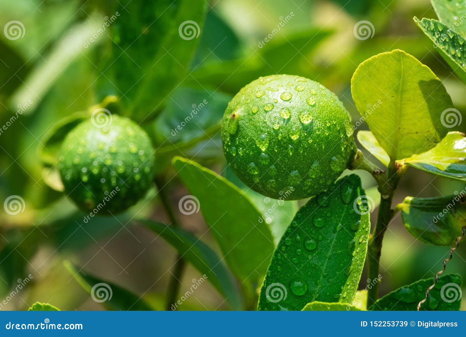 Lime on Tree stock image. Image of freshness, plant - 152253739